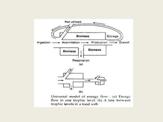 Concepts of trophic structure, food chain and food web. energy flow in ...