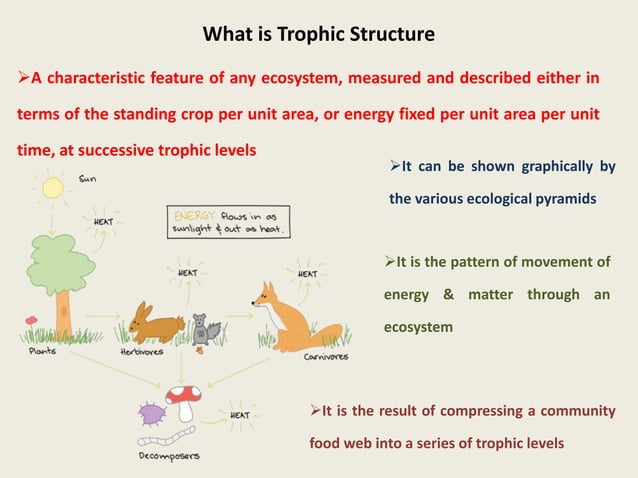 Concepts of trophic structure, food chain and food web. energy flow in ...