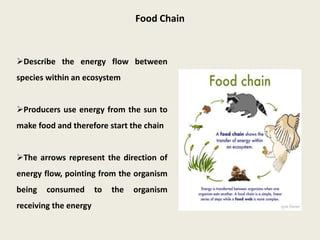Concepts of trophic structure, food chain and food web. energy flow in ...
