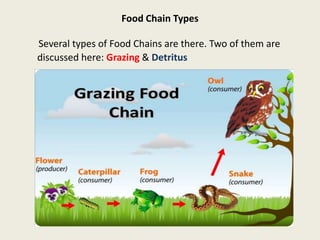 Concepts of trophic structure, food chain and food web. energy flow in ...