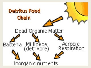 Concepts of trophic structure, food chain and food web. energy flow in ...