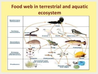 Concepts of trophic structure, food chain and food web. energy flow in ...