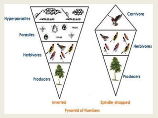 Concepts of trophic structure, food chain and food web. energy flow in ...
