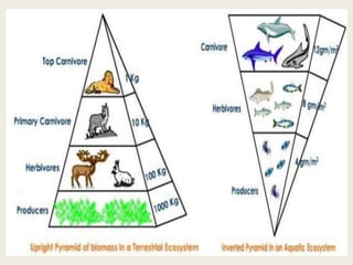 Concepts of trophic structure, food chain and food web. energy flow in ...
