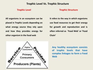 Concepts of trophic structure, food chain and food web. energy flow in ...