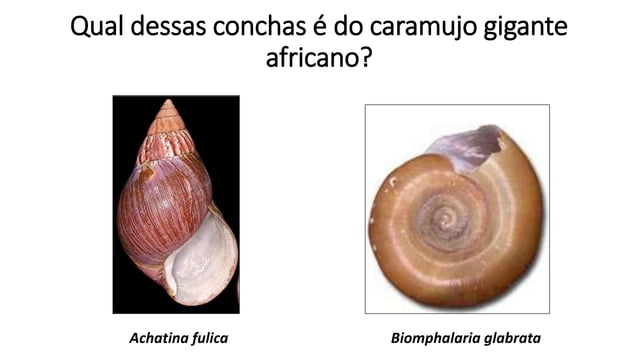 Concha do caramujo gigante africano Achatina fulica | PPT