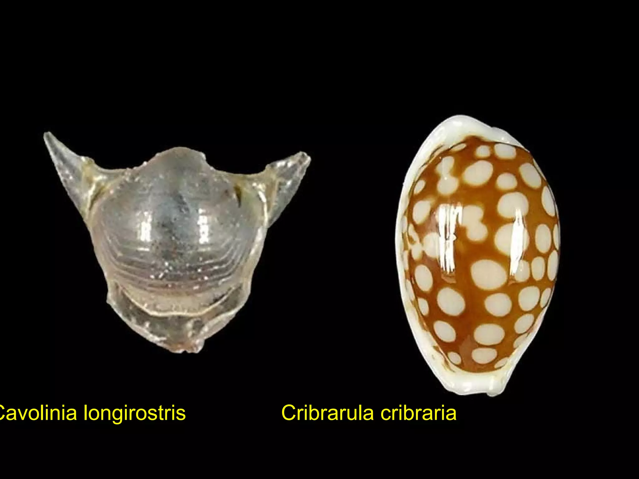 Conchas marinhas | PPT