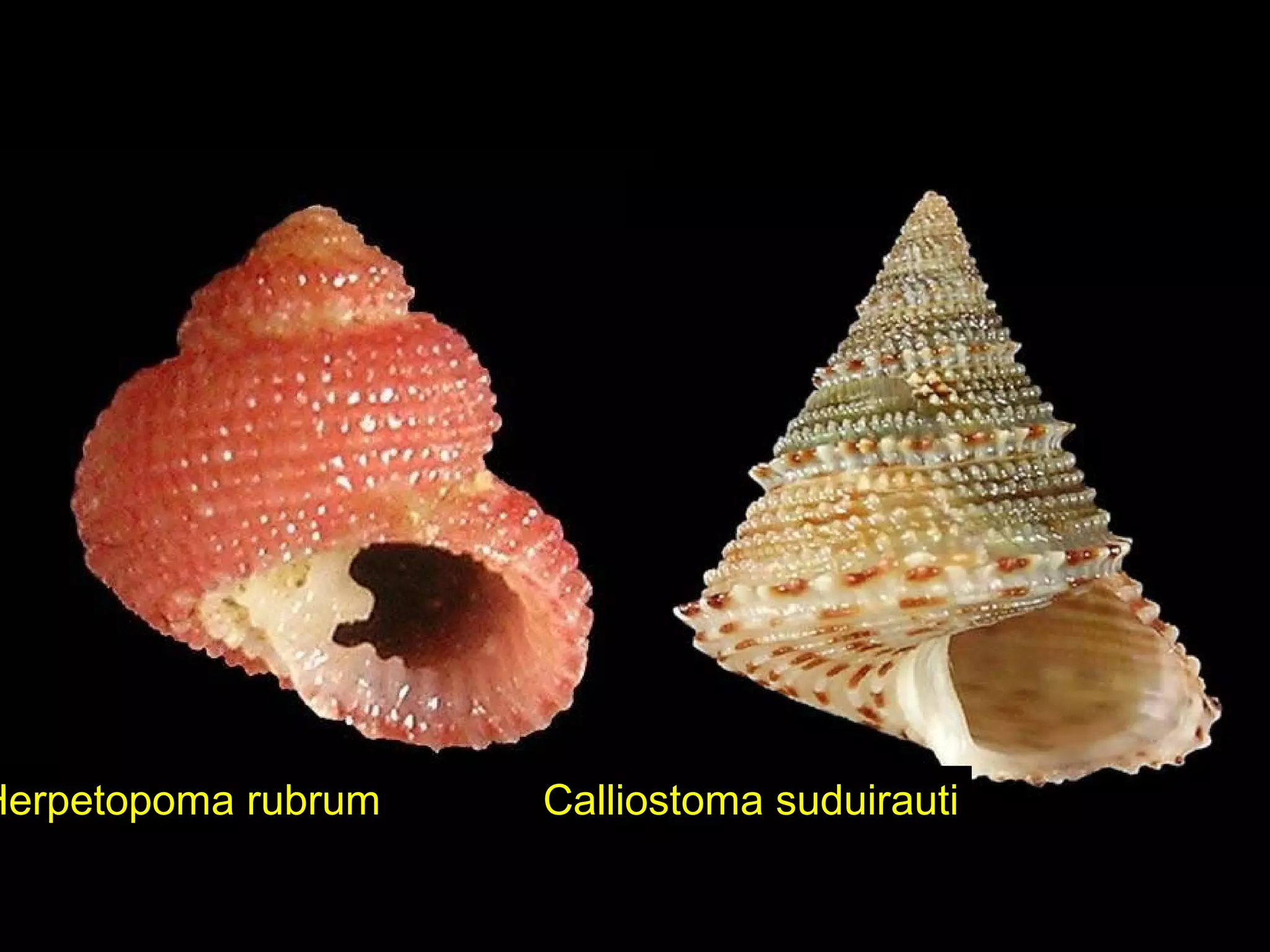 Conchas marinhas | PPT