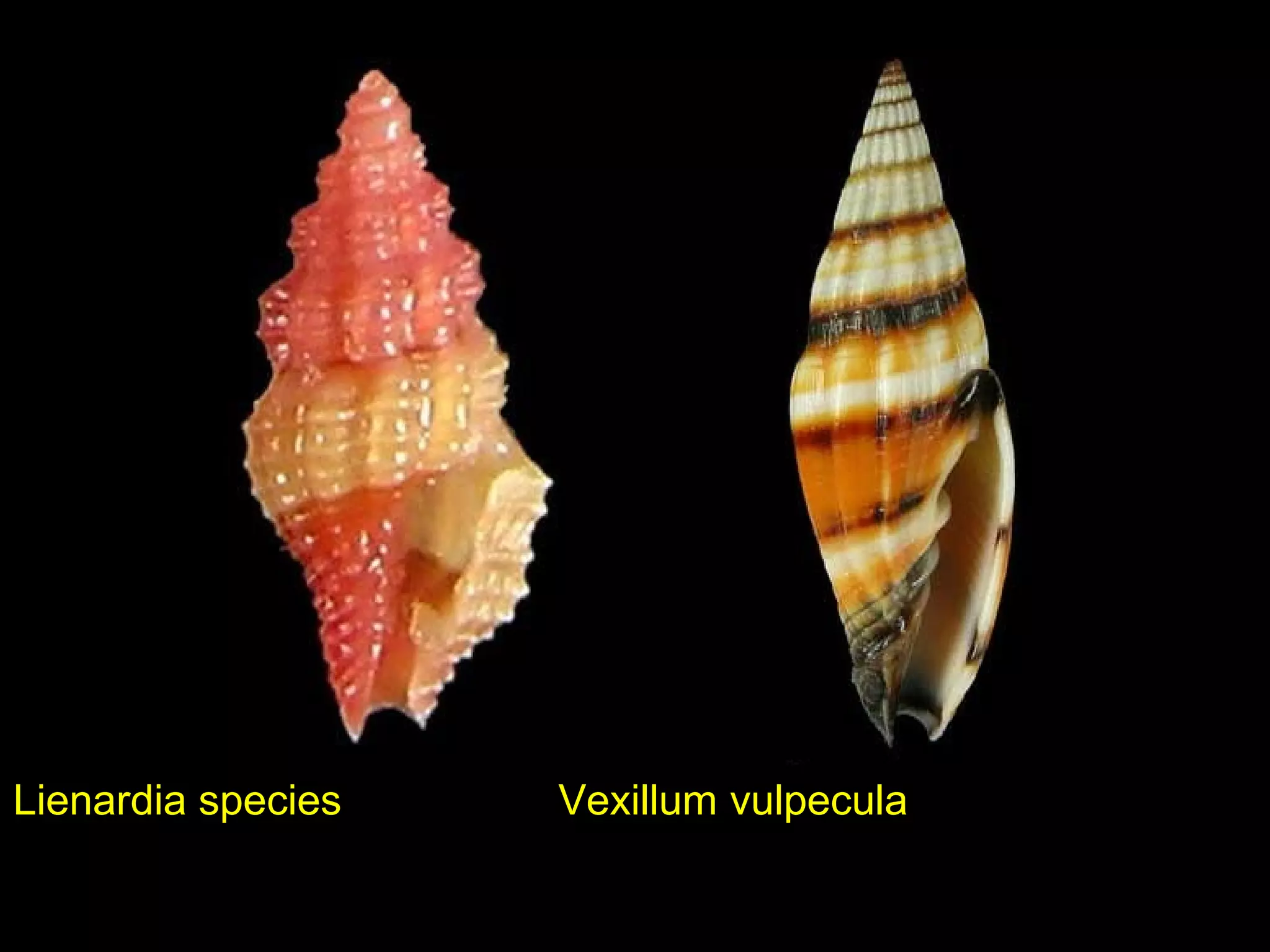 Conchas marinhas | PPT