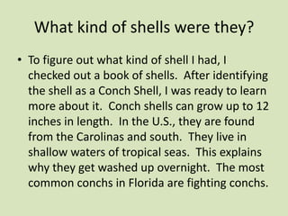 Conch Shells | PPTX