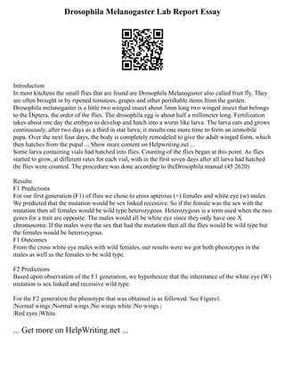 Conclusion Paragraph Research Paper. Conclusion Paragraph Examp | PDF