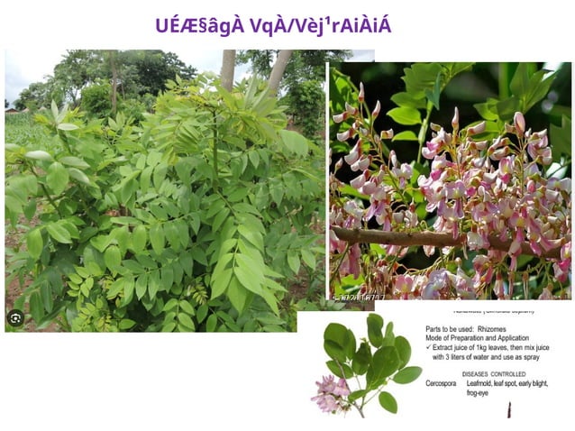 Importance of Concoctions in Natural farming.pptx