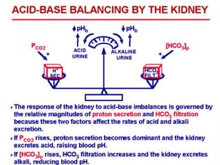 REGULATION OF HYDROGEN ION CONCENTRATION IN HUMAN BODY | PPTX