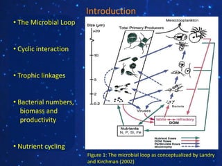 Bacterial Counting: Quick, easy and accurate? | PPSX