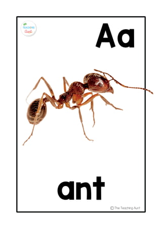 Concrete Objects Alphabet A4 .pdf