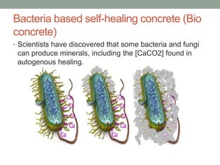 Concrete Self-healing mechanism.pptx