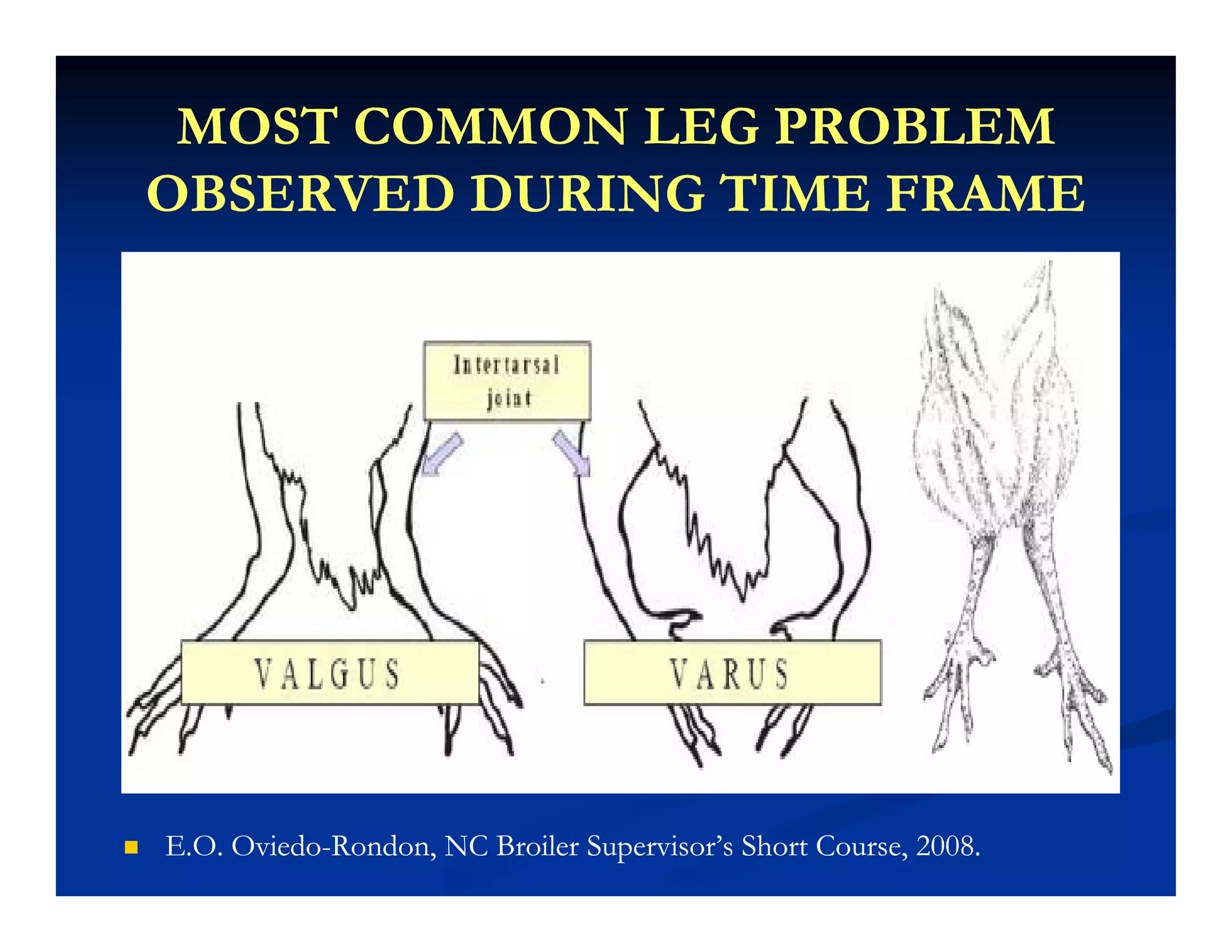 Concurrent leg problems in broilers | PDF