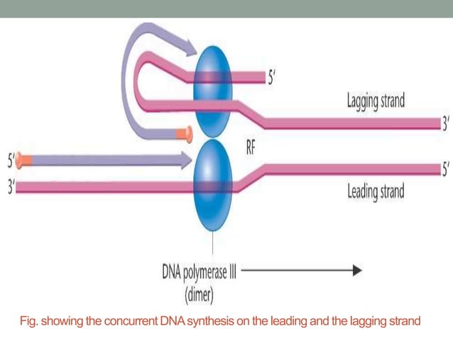 Concurrent synthesis on the leading and lagging strands | PPTX ...