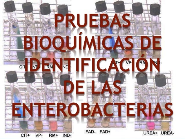 PruebasBioquimicas de Identificacion de Enterobacterias