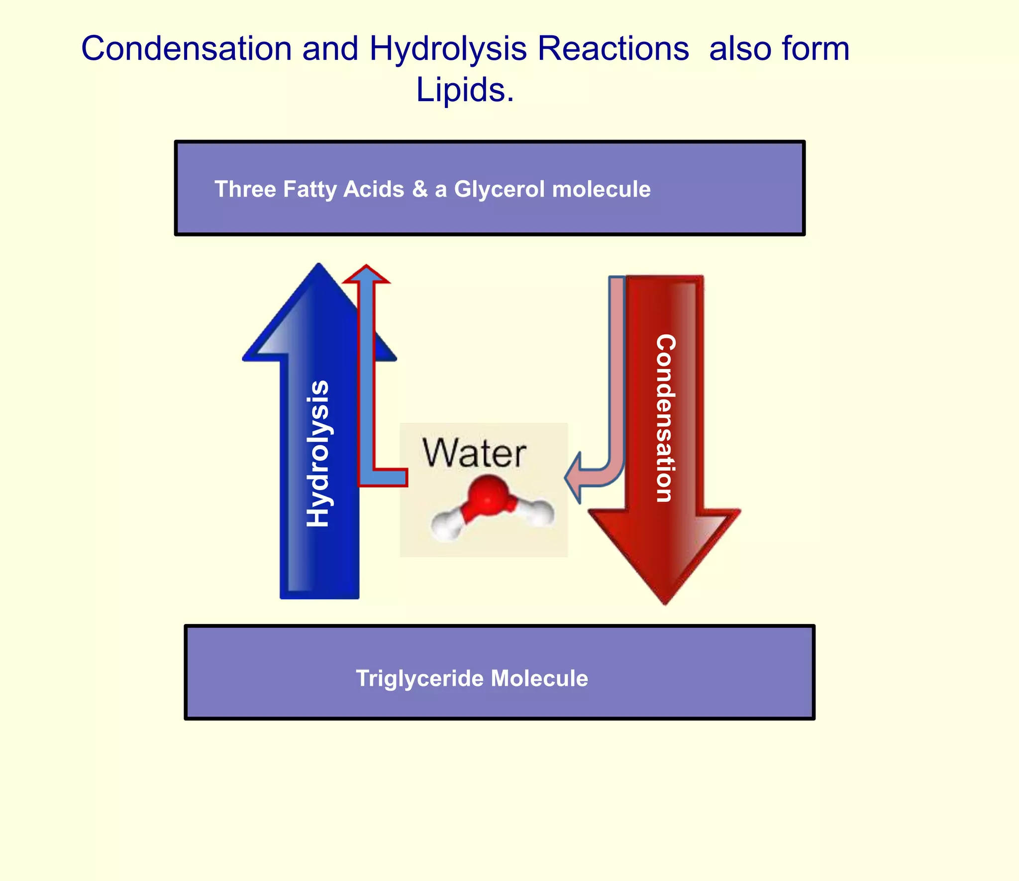 Condensation hydrolysis | PPTX