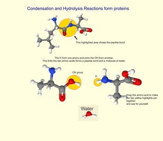 Condensation hydrolysis | PPT