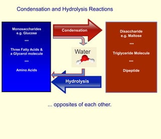 Condensation hydrolysis | PPTX