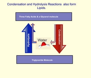 Condensation hydrolysis | PPT