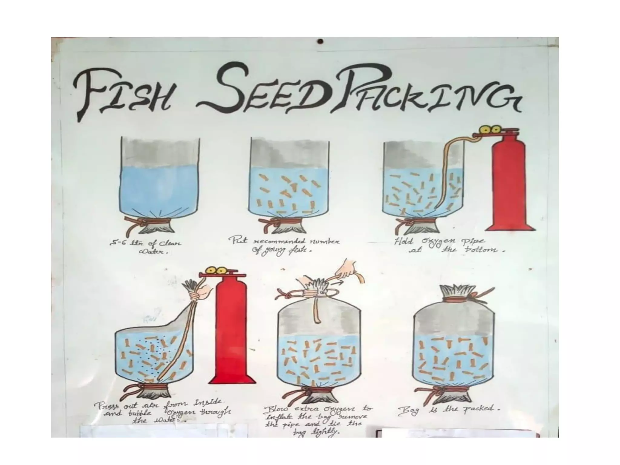 Conditioning and packaging of ornamental fish for transportation.pdf