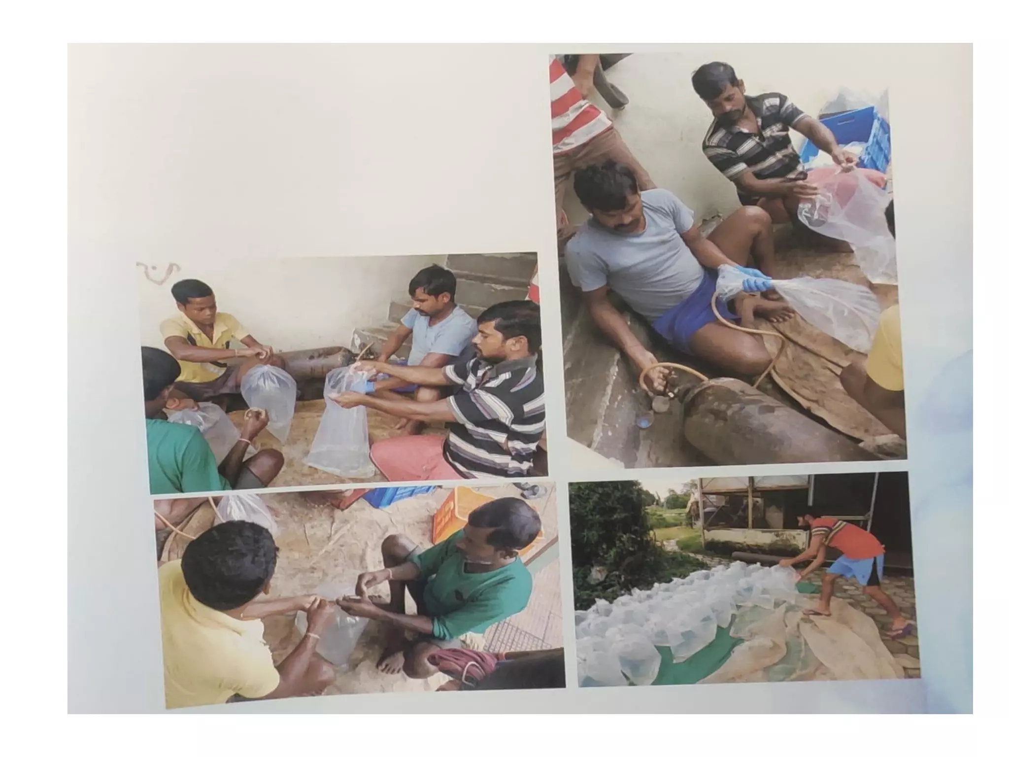 Conditioning and packaging of ornamental fish for transportation.pdf