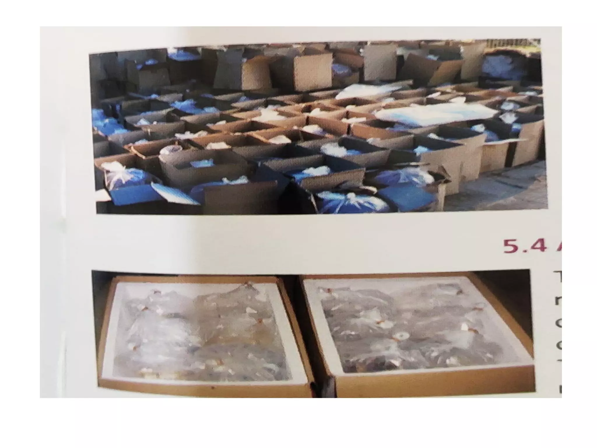 Conditioning and packaging of ornamental fish for transportation.pdf