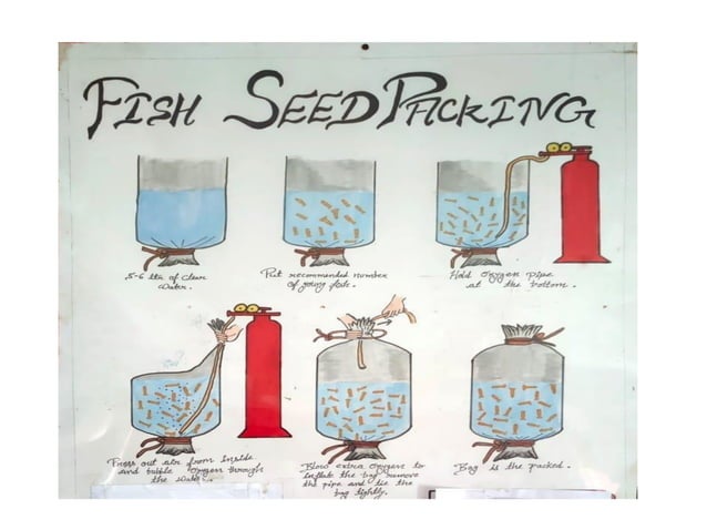 Conditioning and packaging of ornamental fish for transportation.pdf