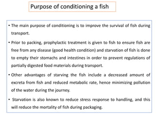 Conditioning and packaging of ornamental fish for transportation.pdf