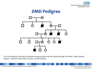 Conditions: Duchenne Muscular Dystrophy XL | PPT
