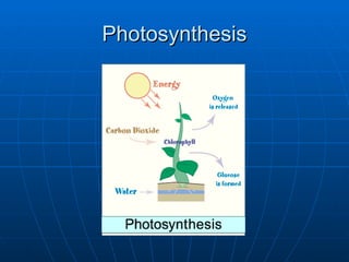 4 Conditions For Life On Earth | PPT