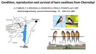 Condition, survivial and reproduction of barn swallows from chernobyl ...