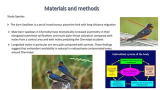 Condition, survivial and reproduction of barn swallows from chernobyl ...