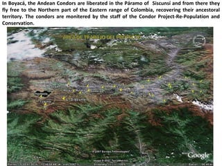 Condor Project | PPT