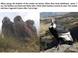 Condor Project | PPT