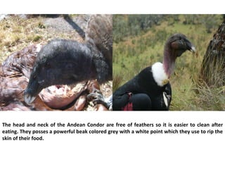 Condor Project | PPT