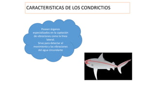 Condrictios | PPTX