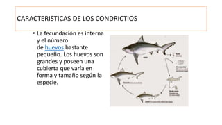 Condrictios | PPTX