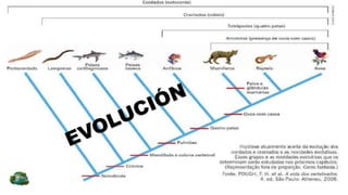 Condrictios | PPTX