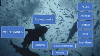 Condrictios | PPTX