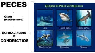Condrictios | PPTX