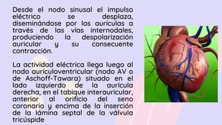 Conducción del corazón y vasos sanguíneos | PDF