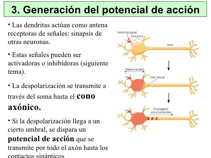 Conduccion del impulso nervioso
