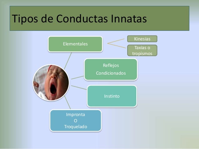 Conducta