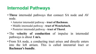 Conductive system of heart by Dr. Pandian M | PPTX