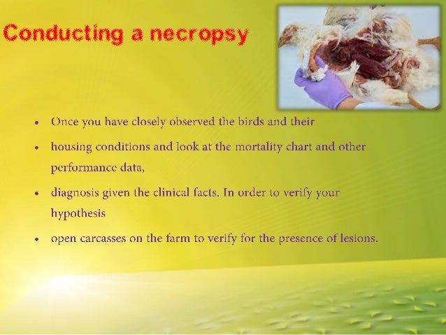 Conducting a necropsy.pdf