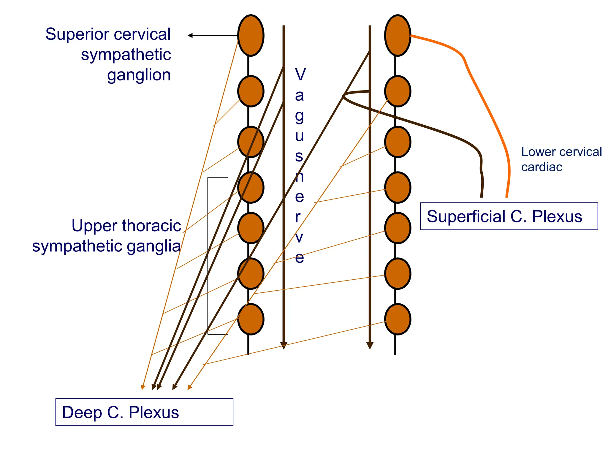 Conducting System, nerve supply and Arch of Aorta.pptx